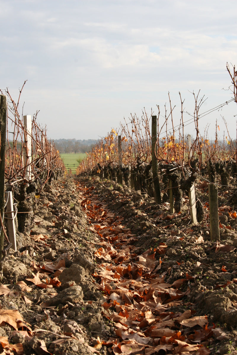 Château Lynch Bages 2020 – La Cave Wein-Fachhandel Conrad